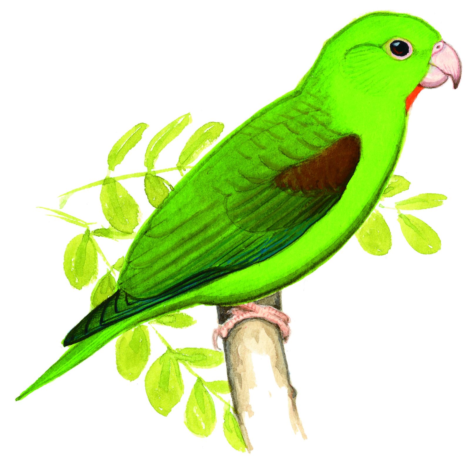 50 aves comunes de Panamá - Audubon Panamá